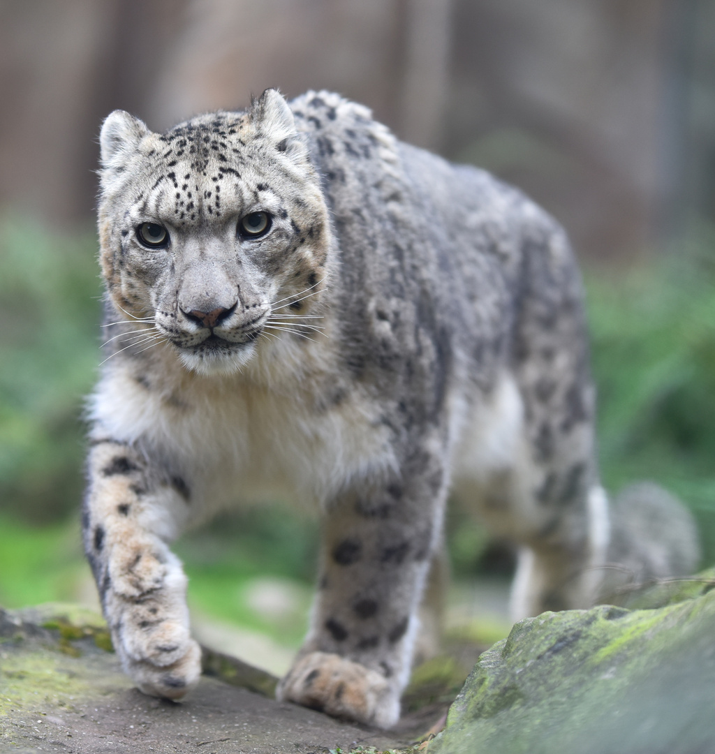 Schneeleopard Foto & Bild | bilder, fotos, nikon Bilder auf fotocommunity