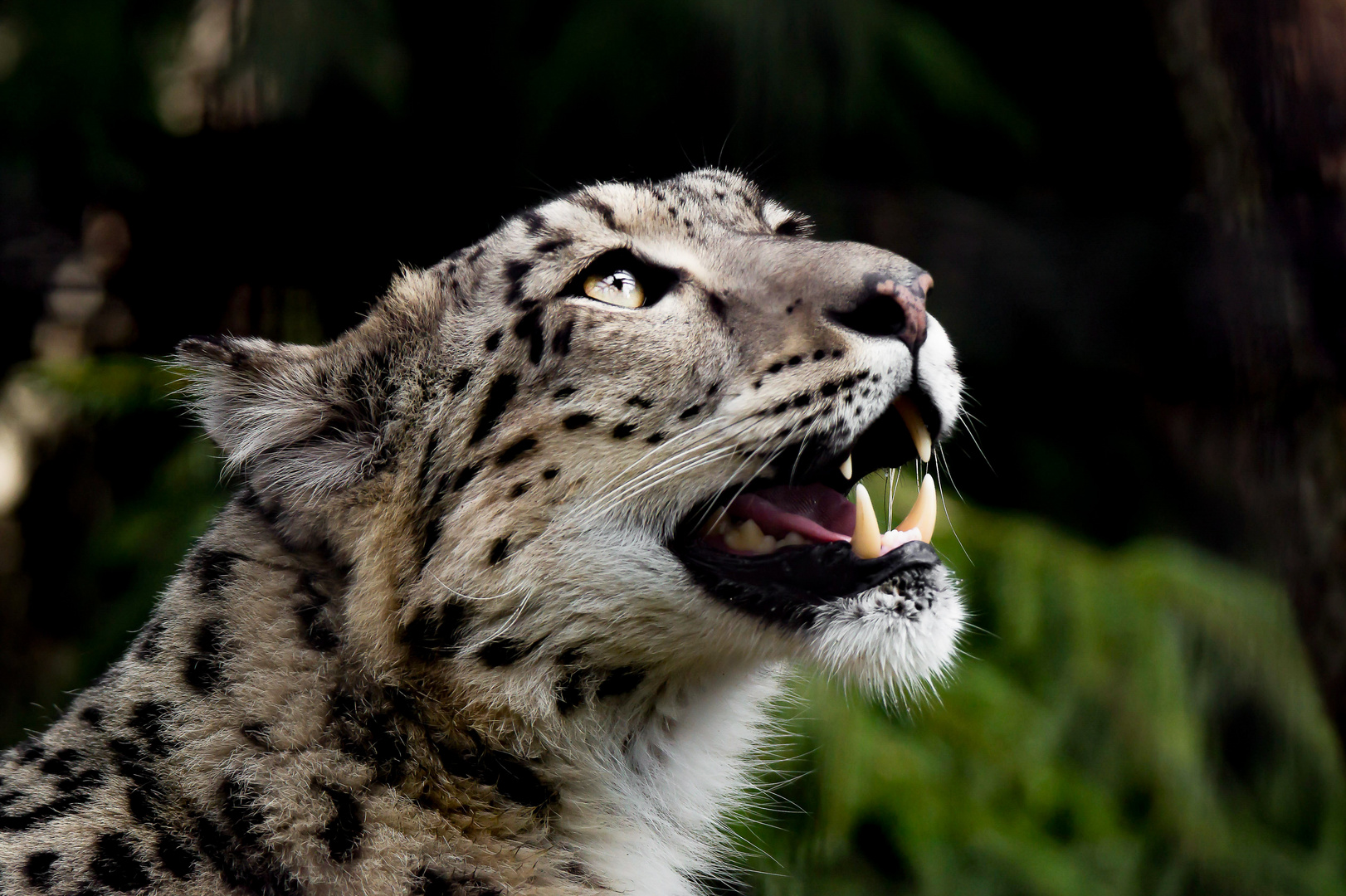 Schneeleopard Foto & Bild | tiere, zoo, wildpark & falknerei ...