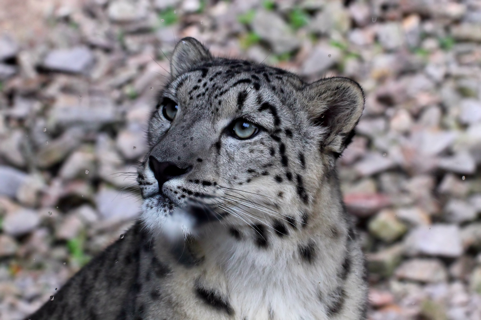 Schneeleopard Foto & Bild | tiere, zoo, wildpark & falknerei ...