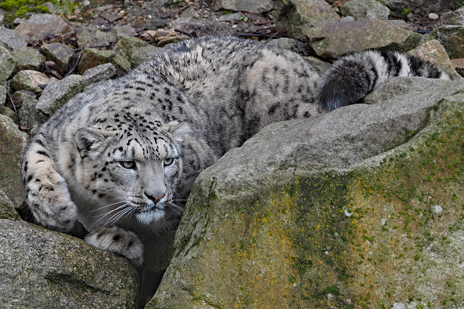 Schneeleopard... Foto & Bild | tiere, zoo, wildpark & falknerei ...