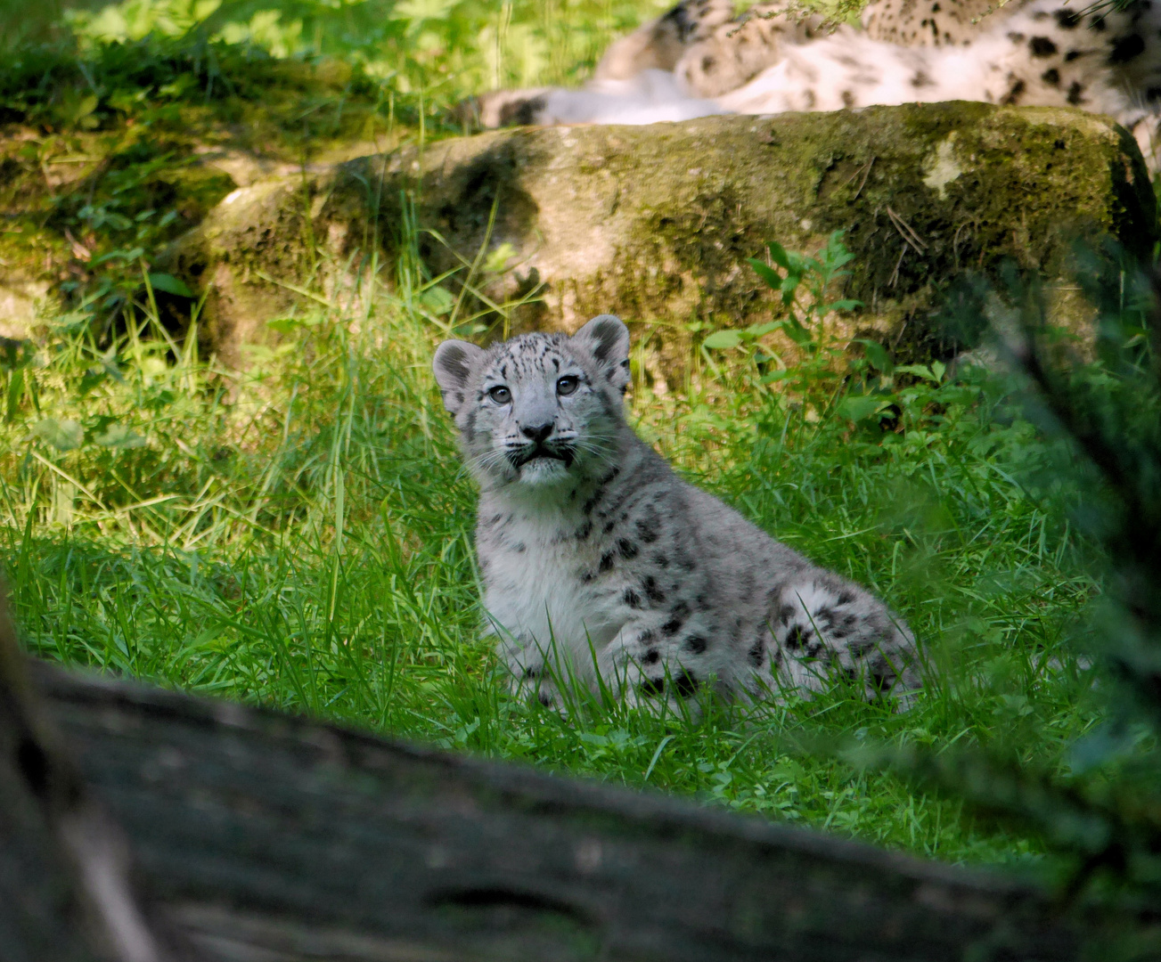 Schneeleopard Foto & Bild | natur, zoo, tiere Bilder auf fotocommunity