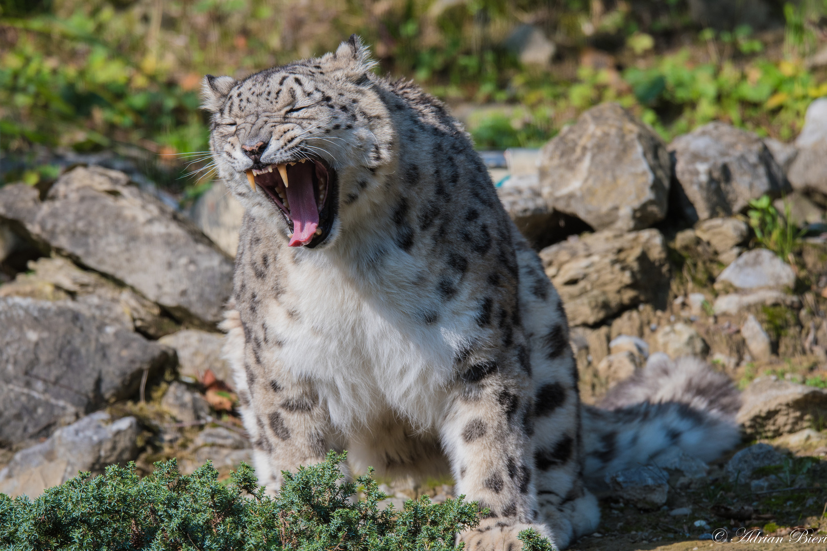 Schneeleopard Foto & Bild | tier, zoo, tiere Bilder auf fotocommunity