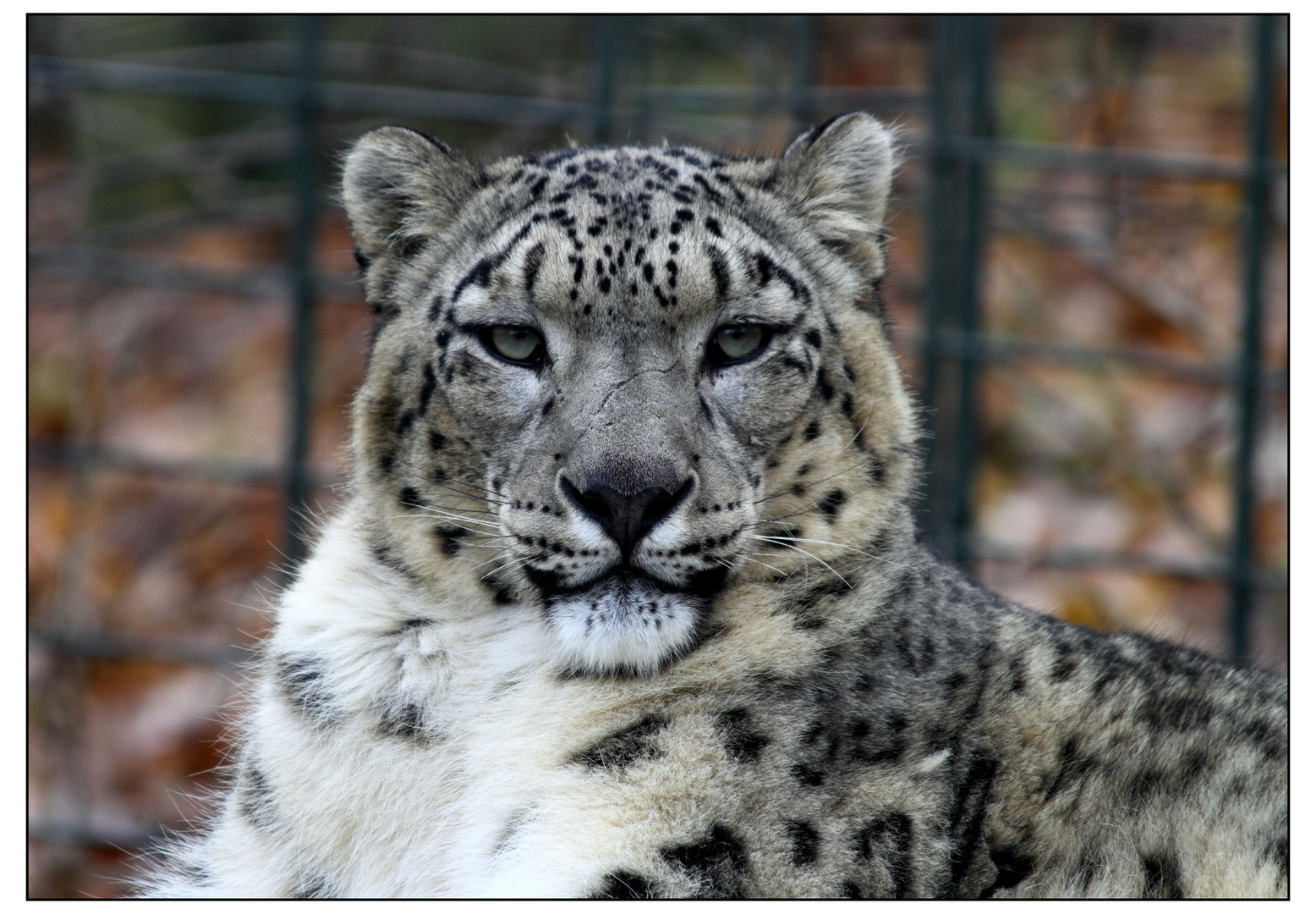 Schneeleopard Foto & Bild | tiere, zoo, wildpark & falknerei ...