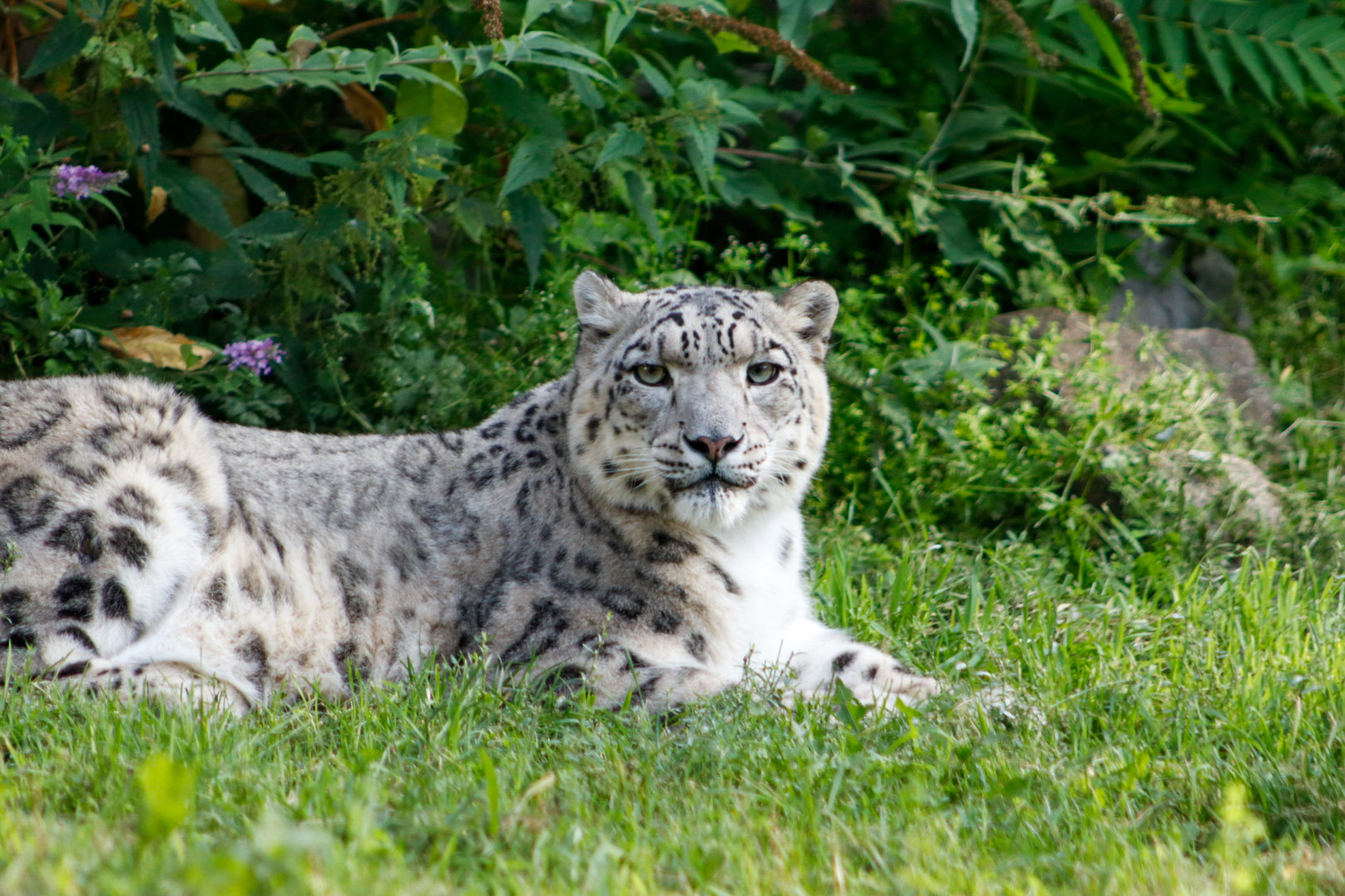 Schneeleopard Foto & Bild | tiere, zoo, wildpark & falknerei, zoo ...