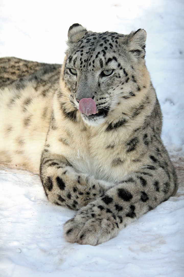 Schneeleopard Foto & Bild | tiere, zoo, wildpark & falknerei ...