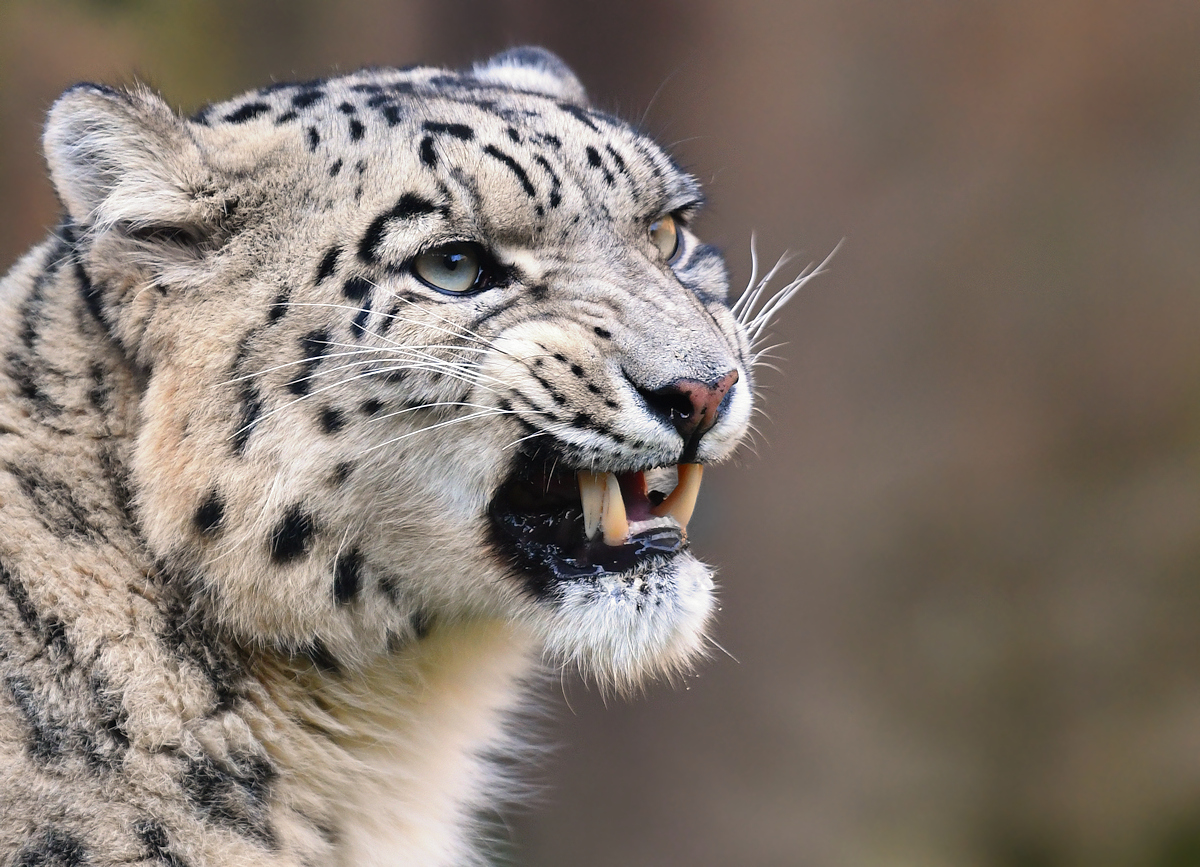 Schneeleopard Foto & Bild | tiere, zoo, wildpark & falknerei ...