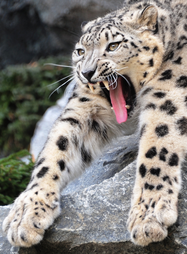 Schneeleopard Foto & Bild | tiere, leipzig, blick Bilder auf fotocommunity