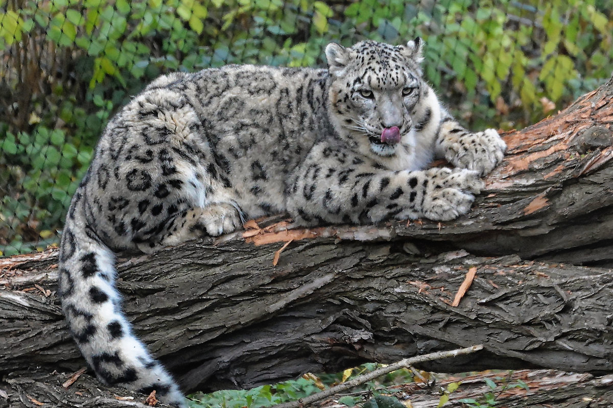 Schneeleopard Foto & Bild | tiere, zoo, wildpark & falknerei ...