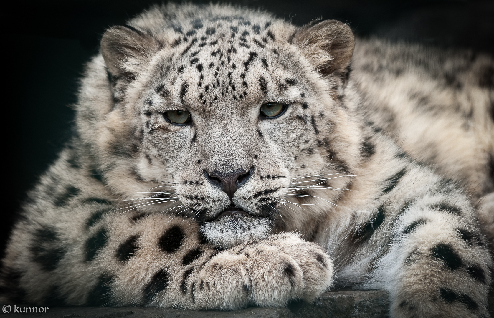 Schneeleopard Foto & Bild | tiere, zoo, wildpark & falknerei ...