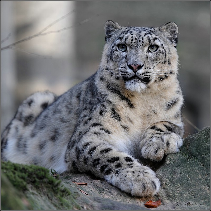 Schneeleopard Foto & Bild | tiere, zoo, wildpark & falknerei ...