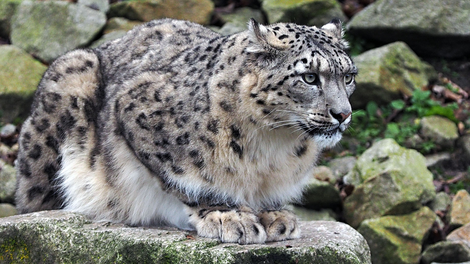 Schneeleopard Foto & Bild | natur, zoo, tiere Bilder auf fotocommunity