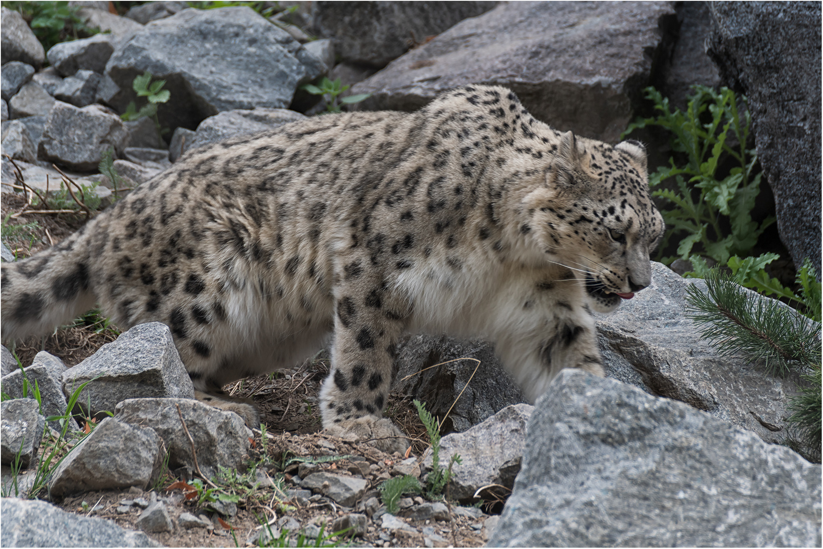 Schneeleopard Foto & Bild | nature, new, natur Bilder auf fotocommunity