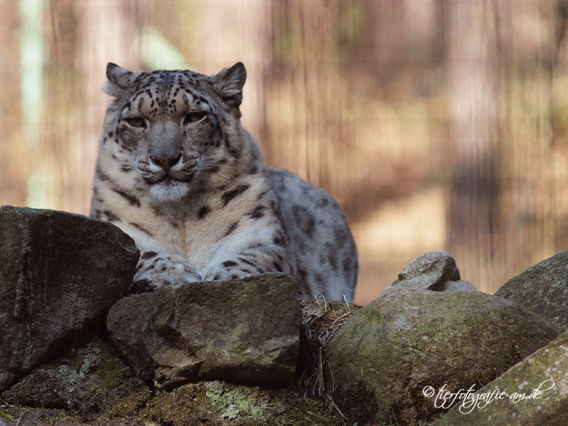 Schneeleopard Foto & Bild | tiere, zoo, wildpark & falknerei ...