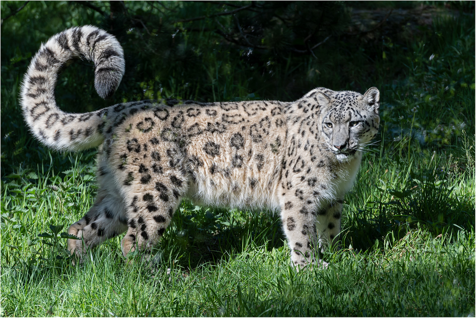 Schneeleopard Anan Foto & Bild | nature, new, natur Bilder auf ...