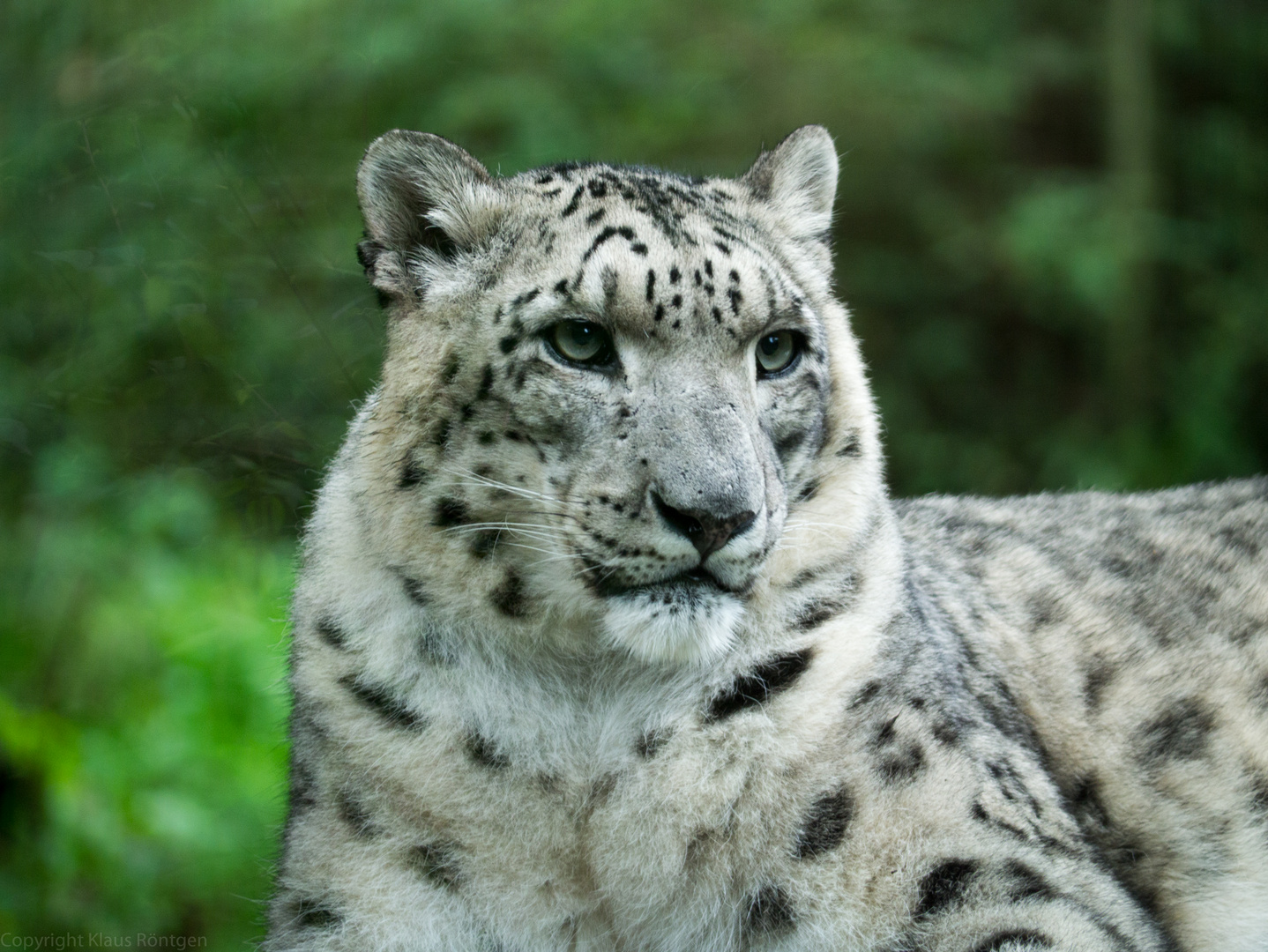 Schneeleopard Foto & Bild | tiere, zoo, wildpark & falknerei ...