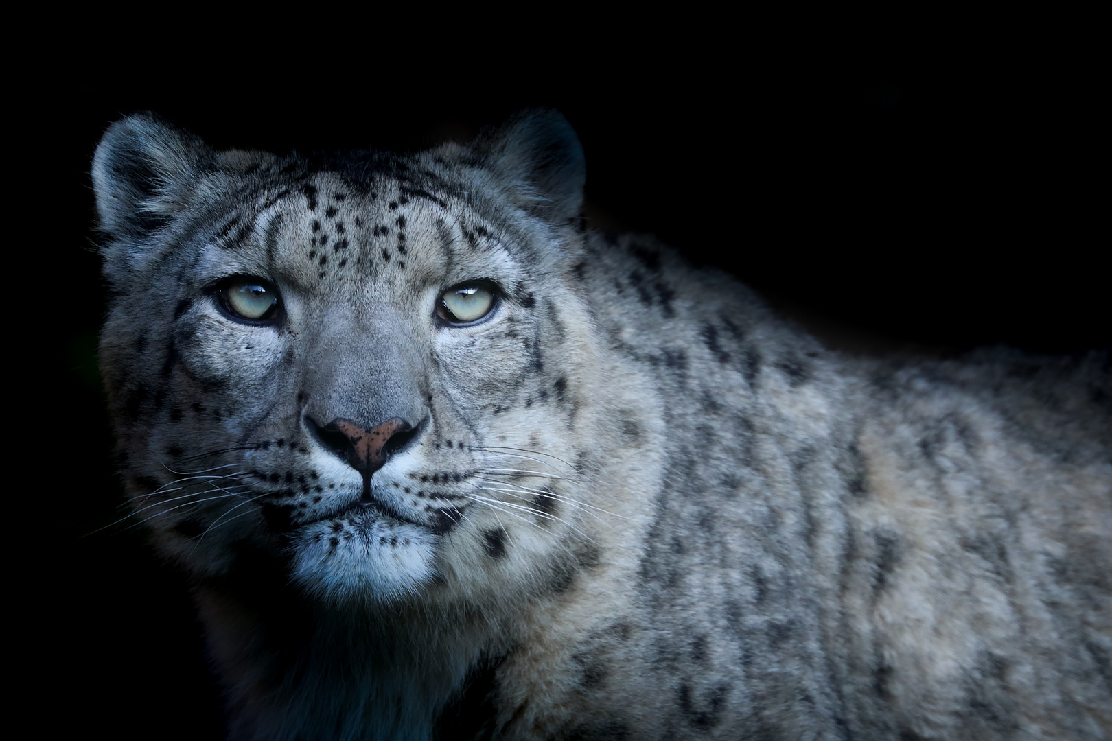 Schneeleopard Foto & Bild | tiere, zoo, wildpark & falknerei ...