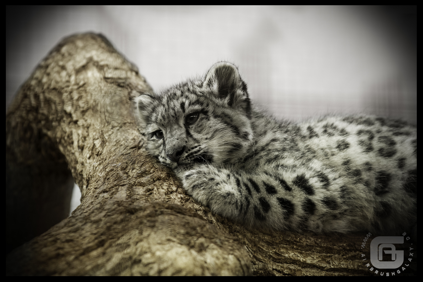 Schneeleopard Baby Foto & Bild | tiere, zoo, wildpark & falknerei ...