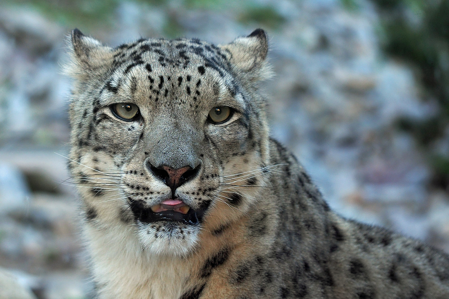 Schneeleopard... Foto & Bild | tiere, zoo, wildpark & falknerei ...