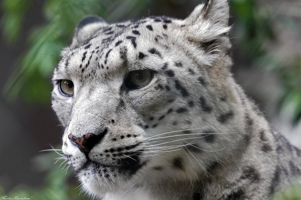 Schneeleopard Foto & Bild | tiere, zoo, wildpark & falknerei ...