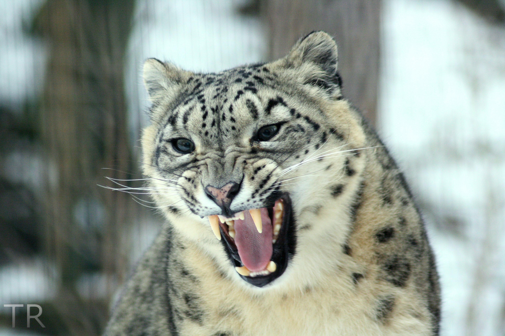 Schneeleopard Foto & Bild | tiere, zoo, wildpark & falknerei ...