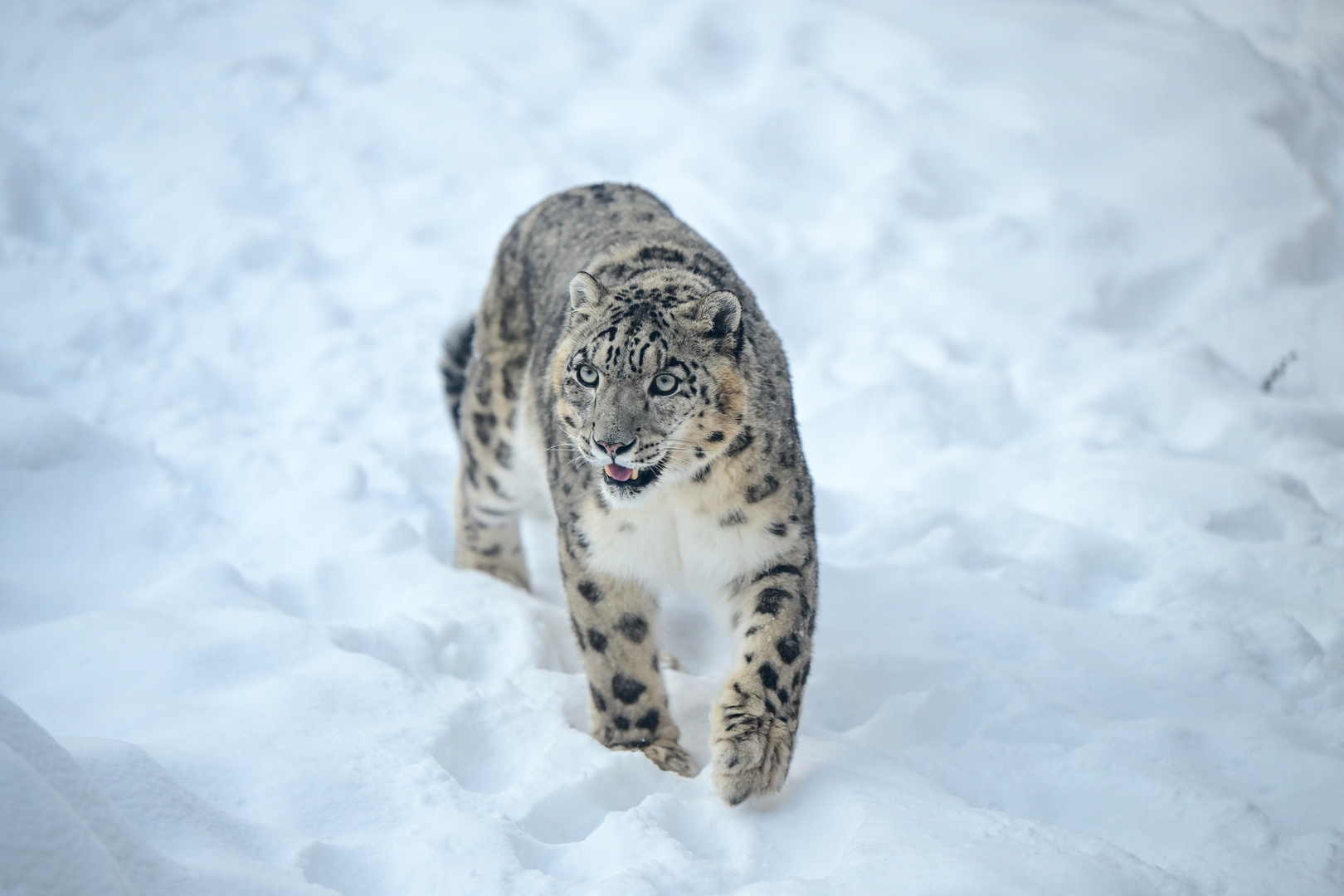 Schneeleopard Foto & Bild | fotos, nikon, photography Bilder auf ...