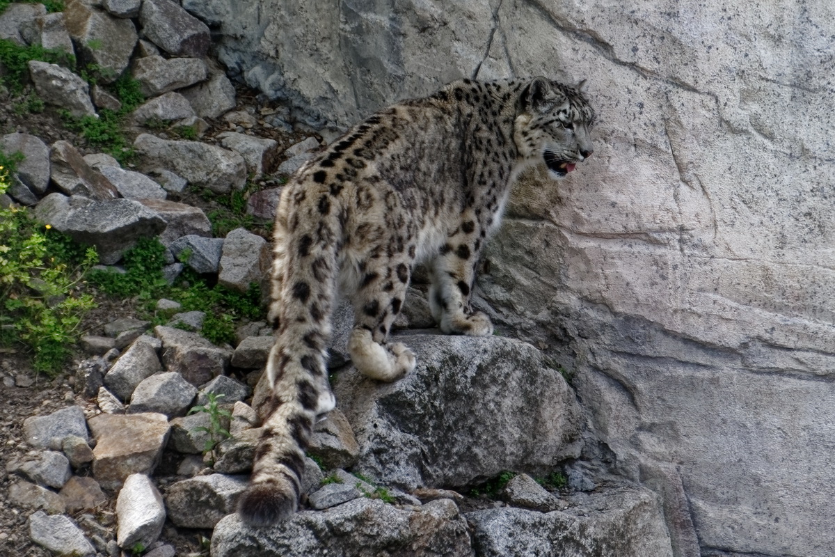 Schneeleopard Foto & Bild | tiere, zoo, wildpark & falknerei ...