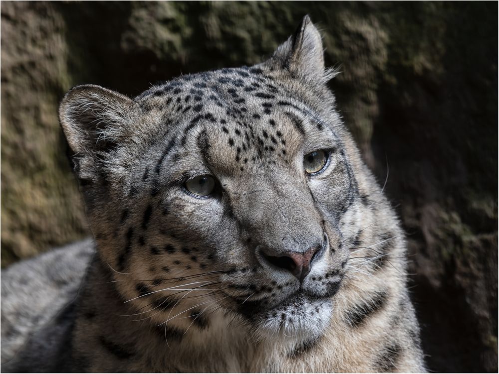 Schneeleopard Foto & Bild | nature, new, natur Bilder auf fotocommunity