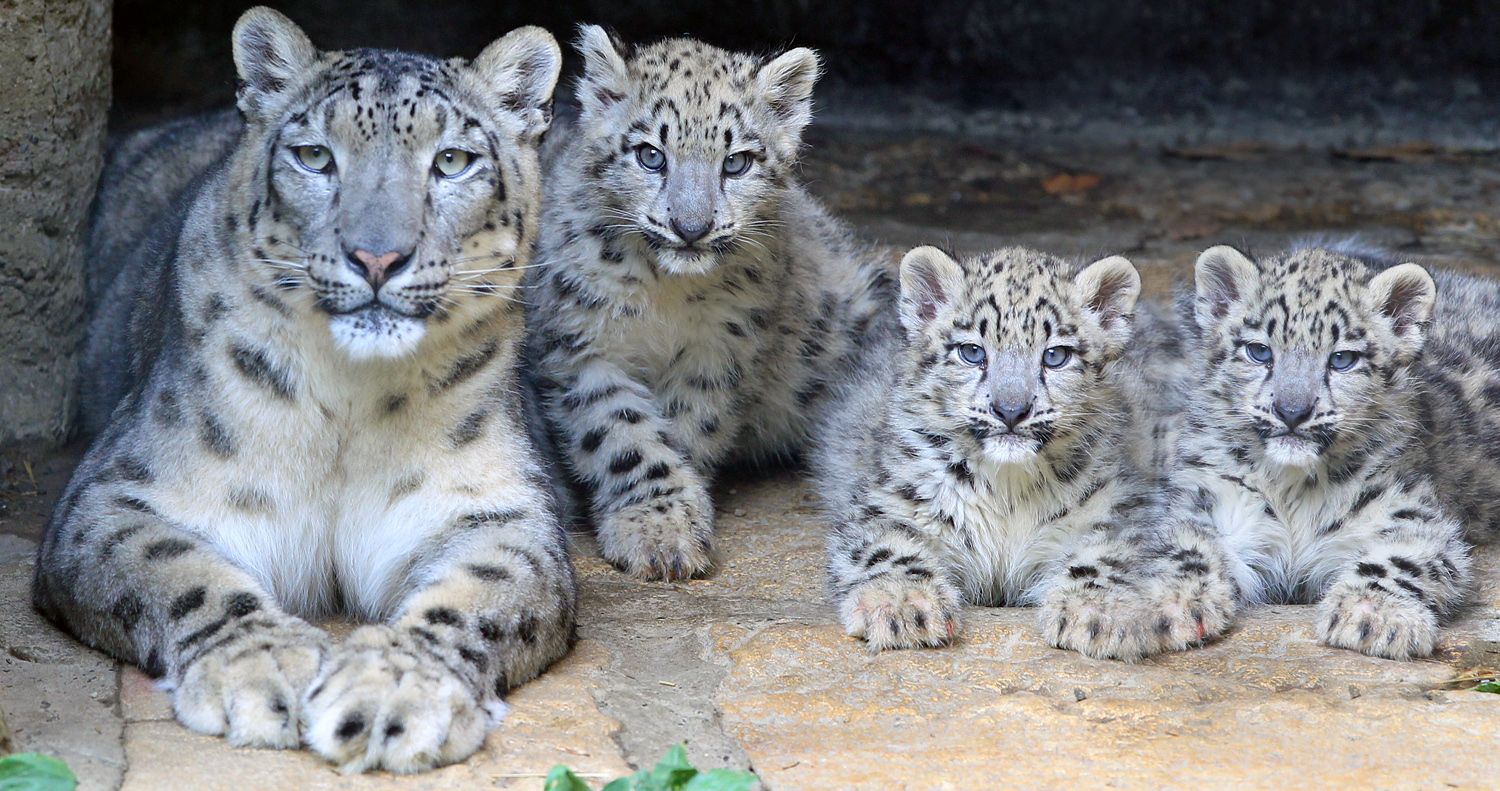 Schneeleopard Familie Foto & Bild | tiere, zoo, wildpark & falknerei ...