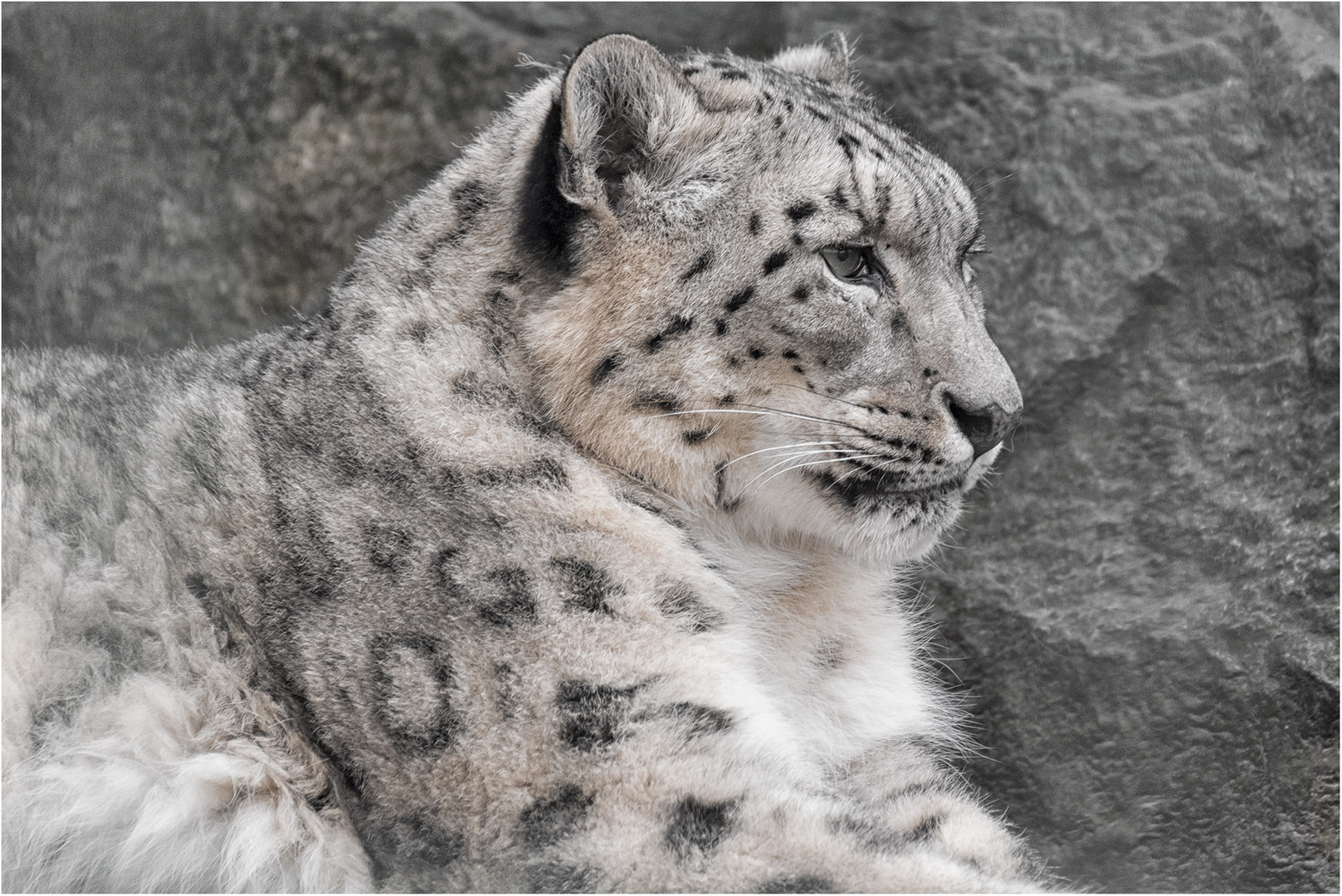 Schneeleopard Foto & Bild | nature, new, natur Bilder auf fotocommunity