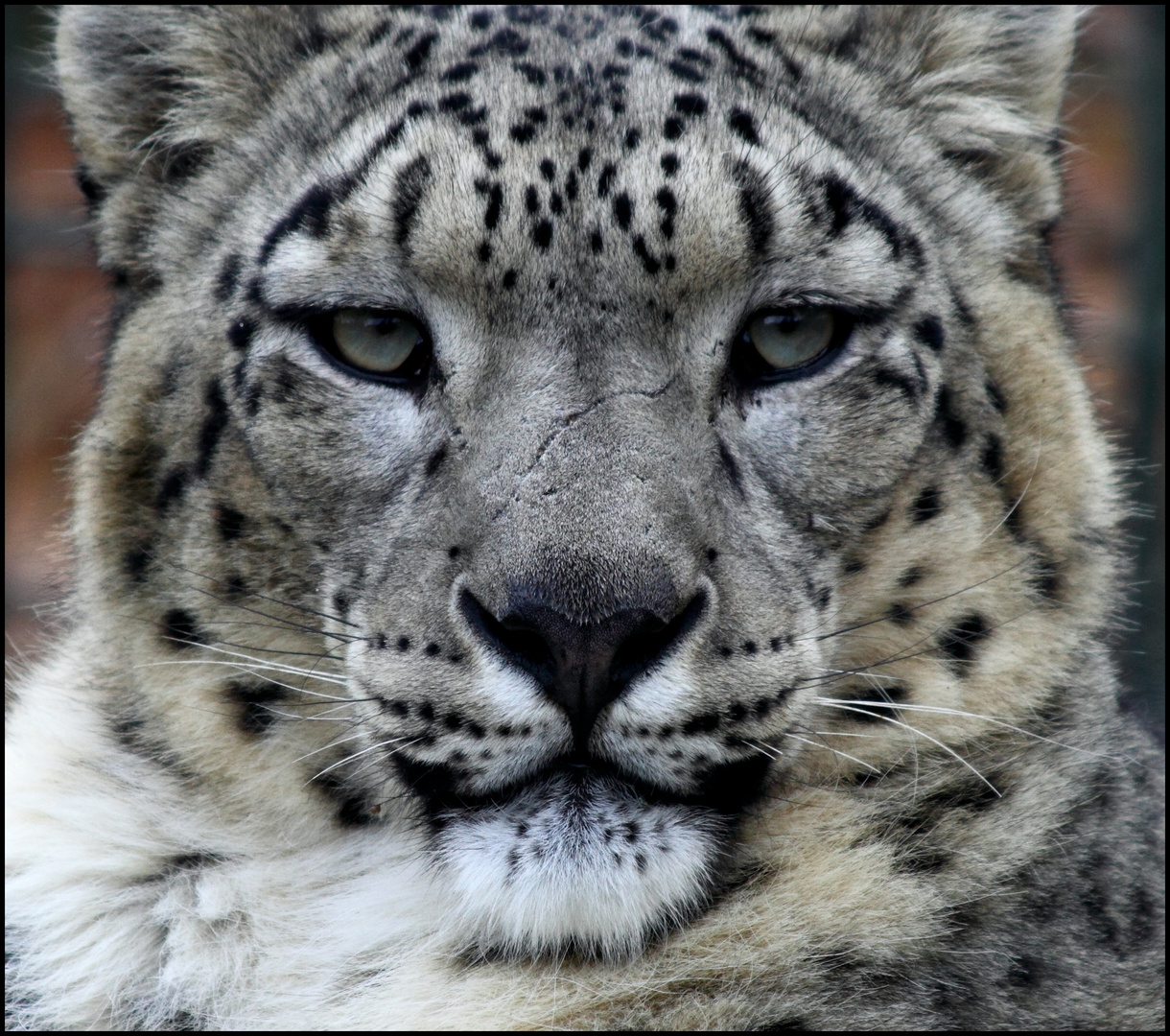 Schneeleopard II Foto & Bild | tiere, zoo, wildpark & falknerei ...