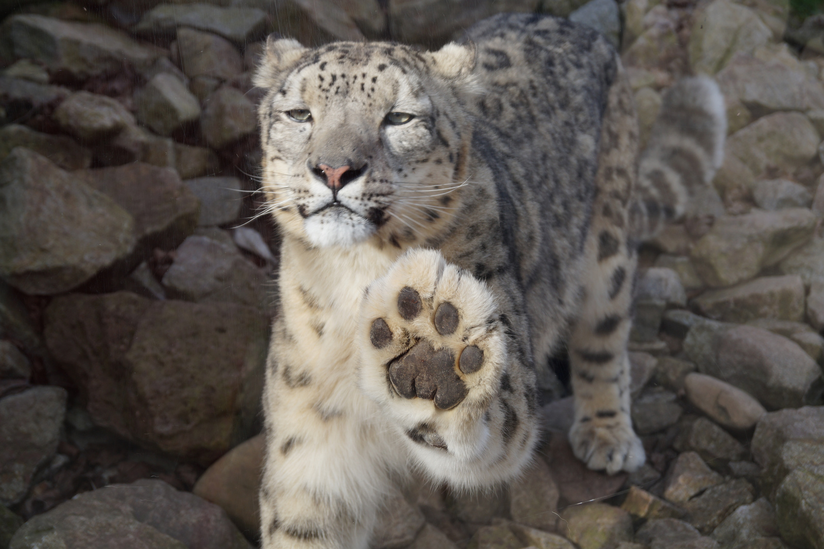 Schneeleopard im Karlsruher Zoo. Foto & Bild | tiere, zoo, wildpark ...