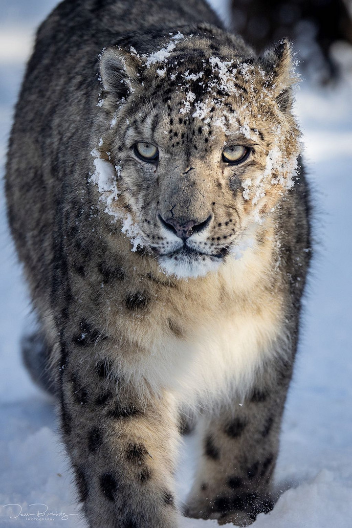 Schneeleopard im Schnee Foto & Bild | tiere, zoo, wildpark & falknerei ...