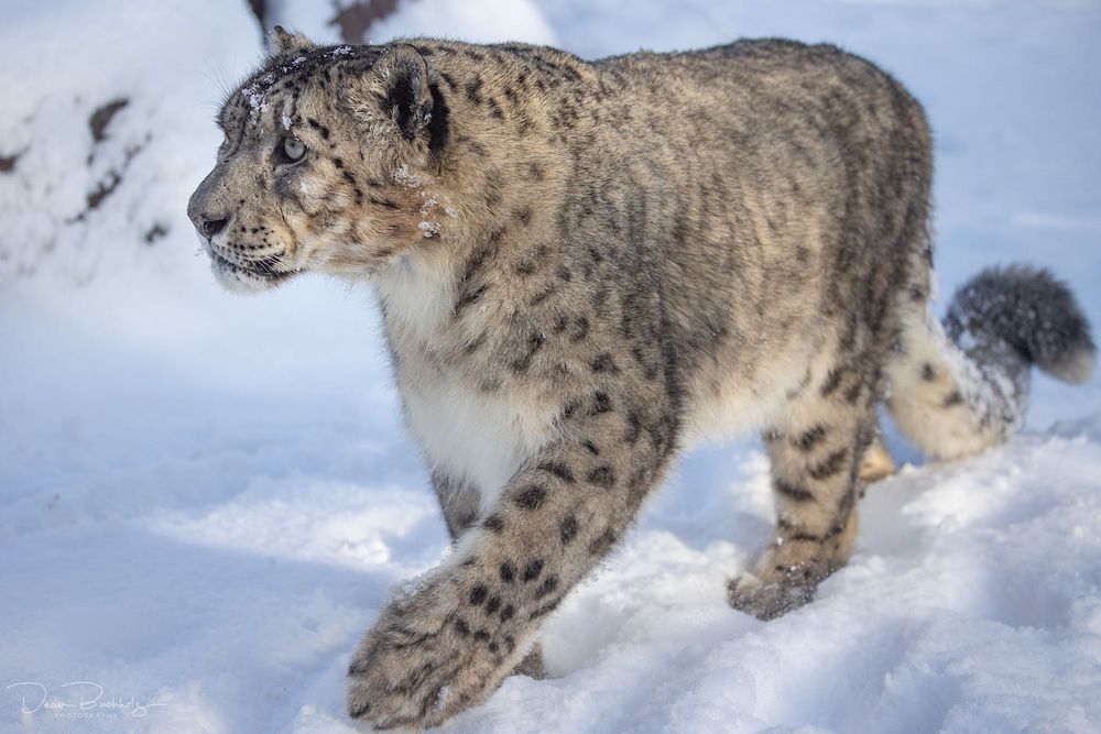 Schneeleopard im Schnee Foto & Bild | tiere, zoo, wildpark & falknerei ...