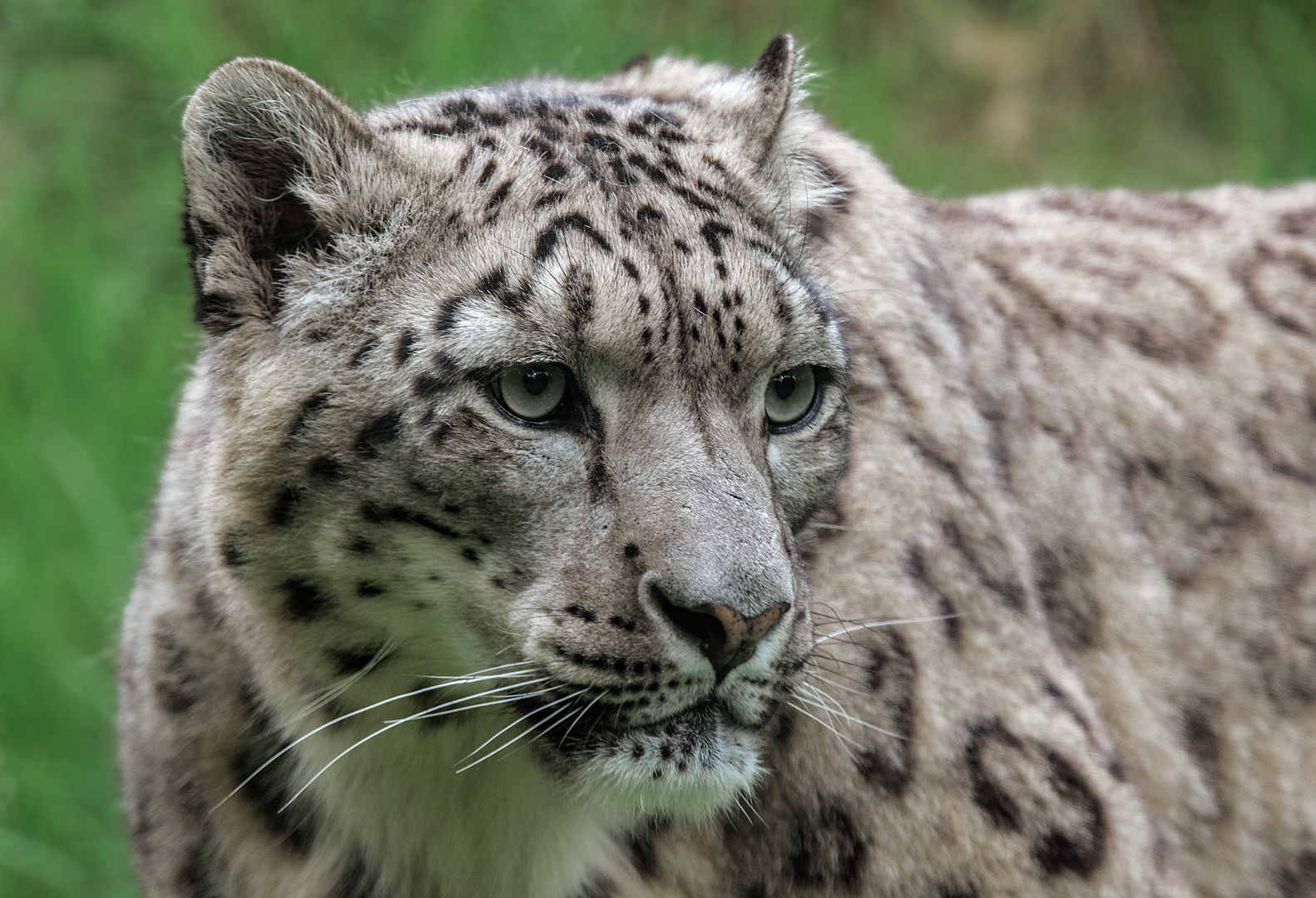 Schneeleopard-Portrait 001 Foto & Bild | deutschland, europe ...