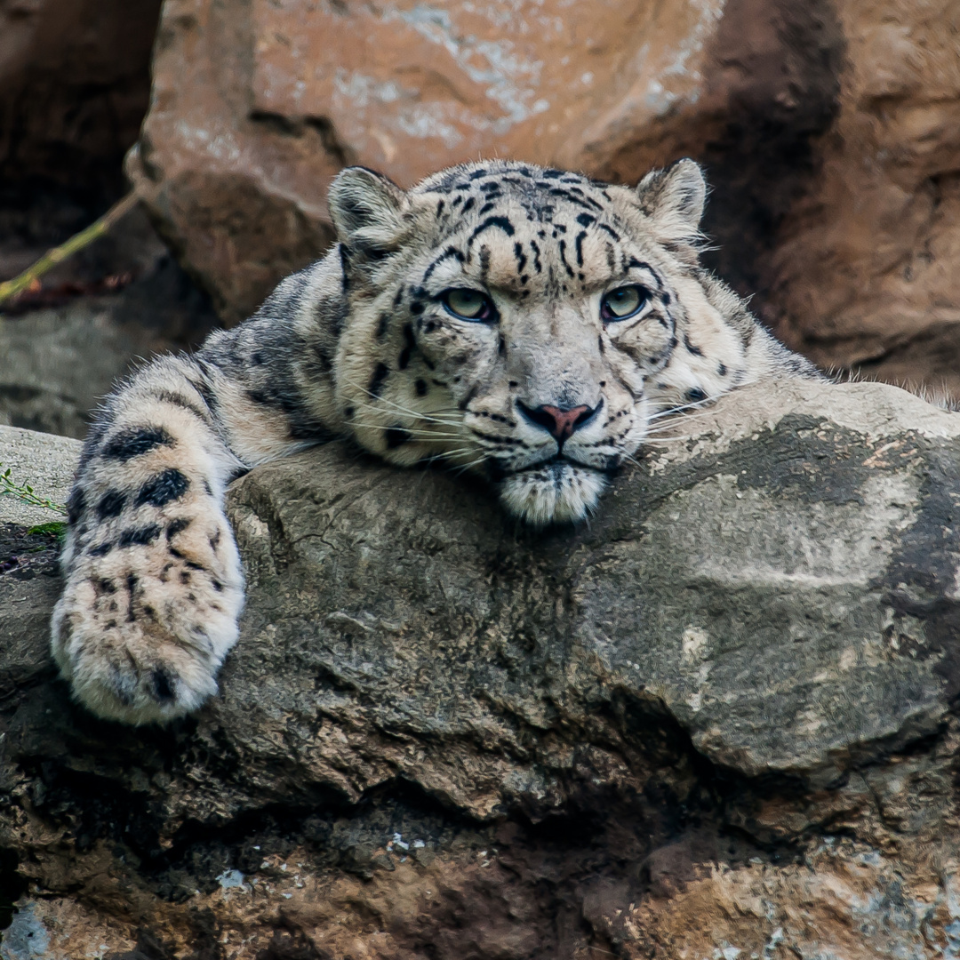 Schneeleopard relaxt Foto & Bild | natur, tiere Bilder auf fotocommunity