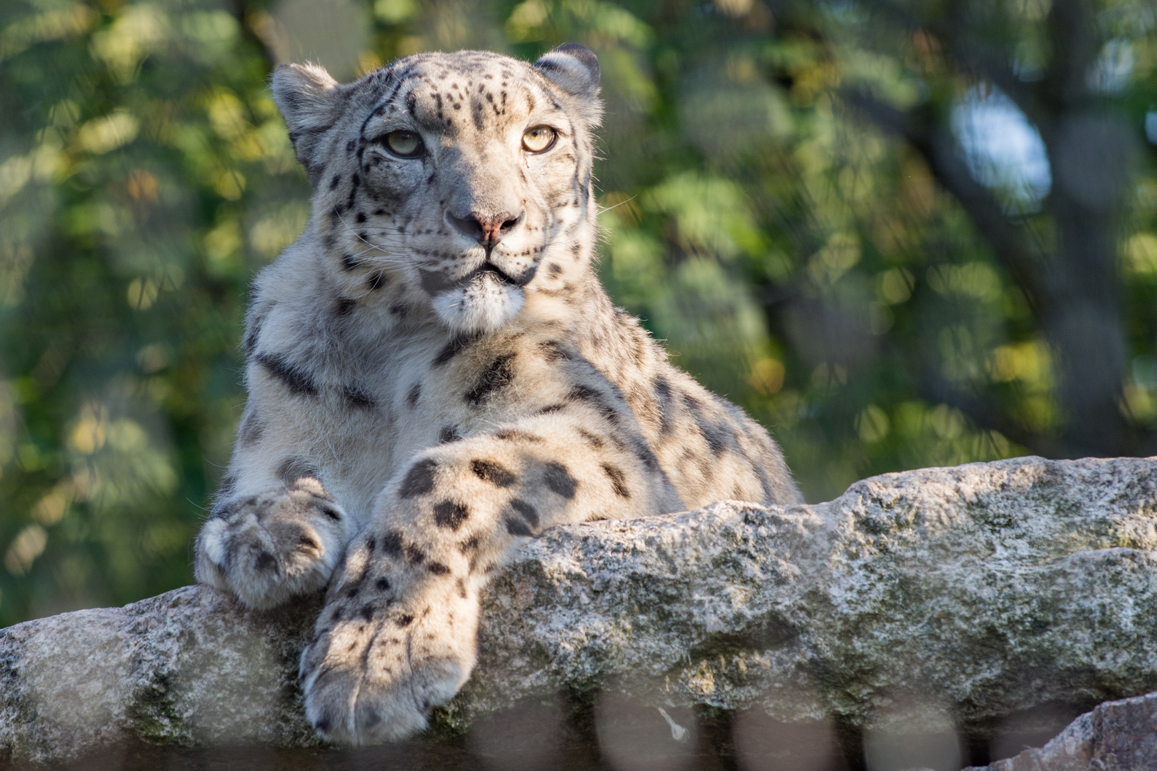 Schneeleopard_2 Foto & Bild | tiere, zoo, wildpark & falknerei ...