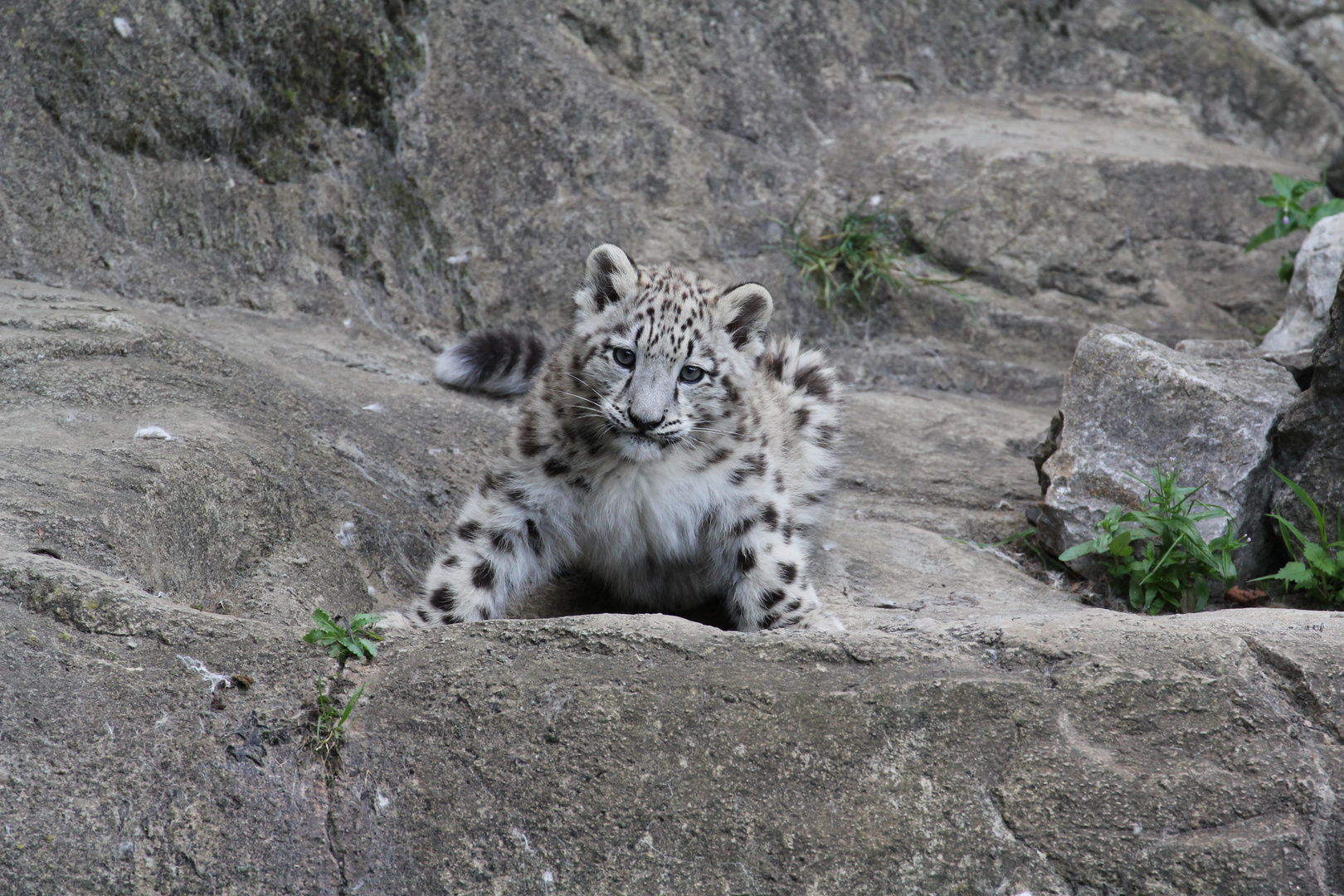 Schneeleoparden Baby Foto & Bild | tiere, zoo, wildpark & falknerei ...