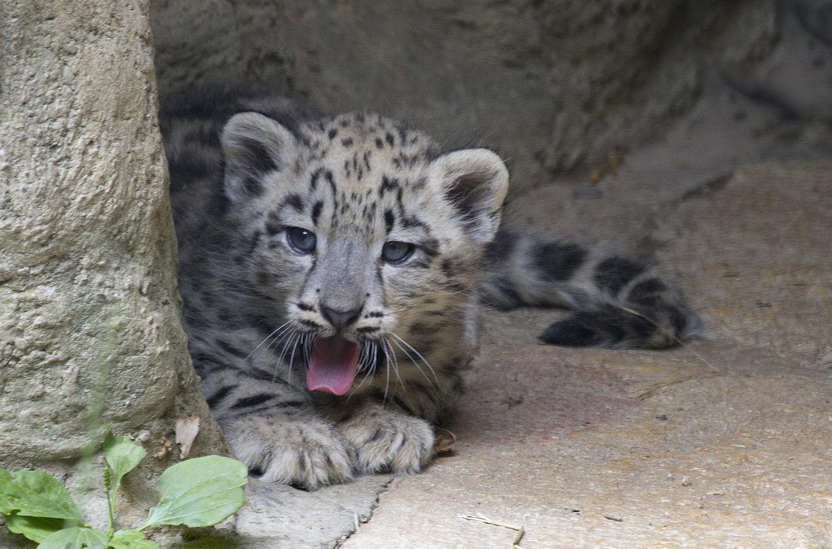 Schneeleoparden Baby Foto & Bild | tiere, zoo, wildpark & falknerei ...