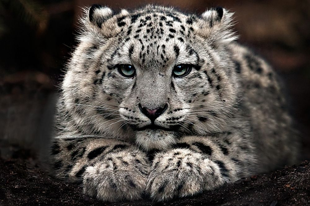 Schneeleopardenbaby Foto & Bild | tiere, zoo, wildpark & falknerei ...