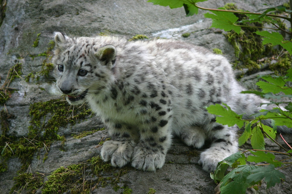 Schneeleopardenbaby Foto & Bild | tiere, zoo, wildpark & falknerei ...