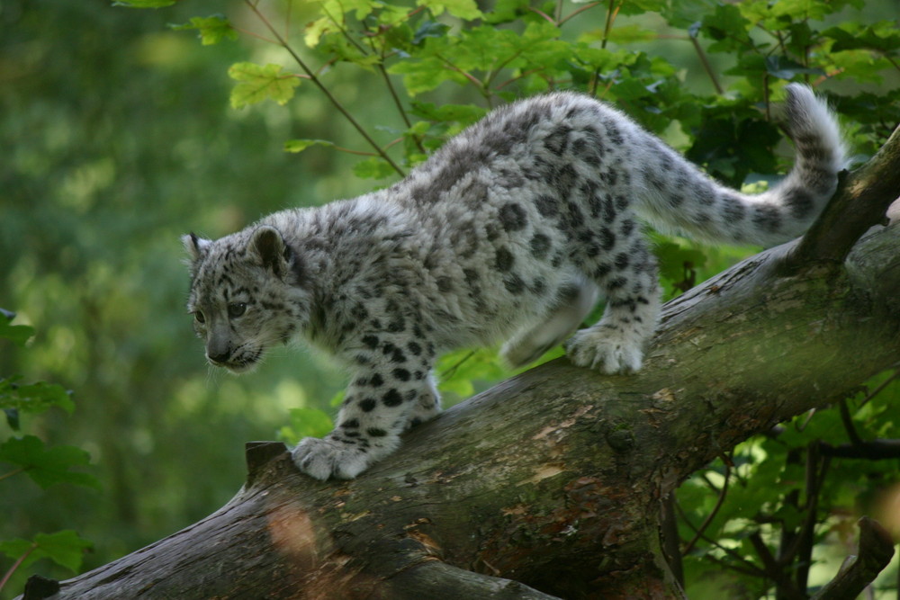 Schneeleopardenbaby II Foto & Bild | tiere, zoo, wildpark & falknerei ...