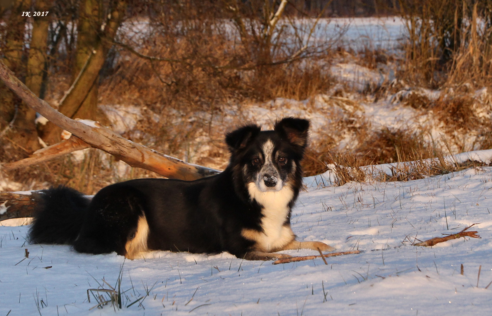 Schneenase Foto & Bild | tiere, haustiere, hunde Bilder auf fotocommunity