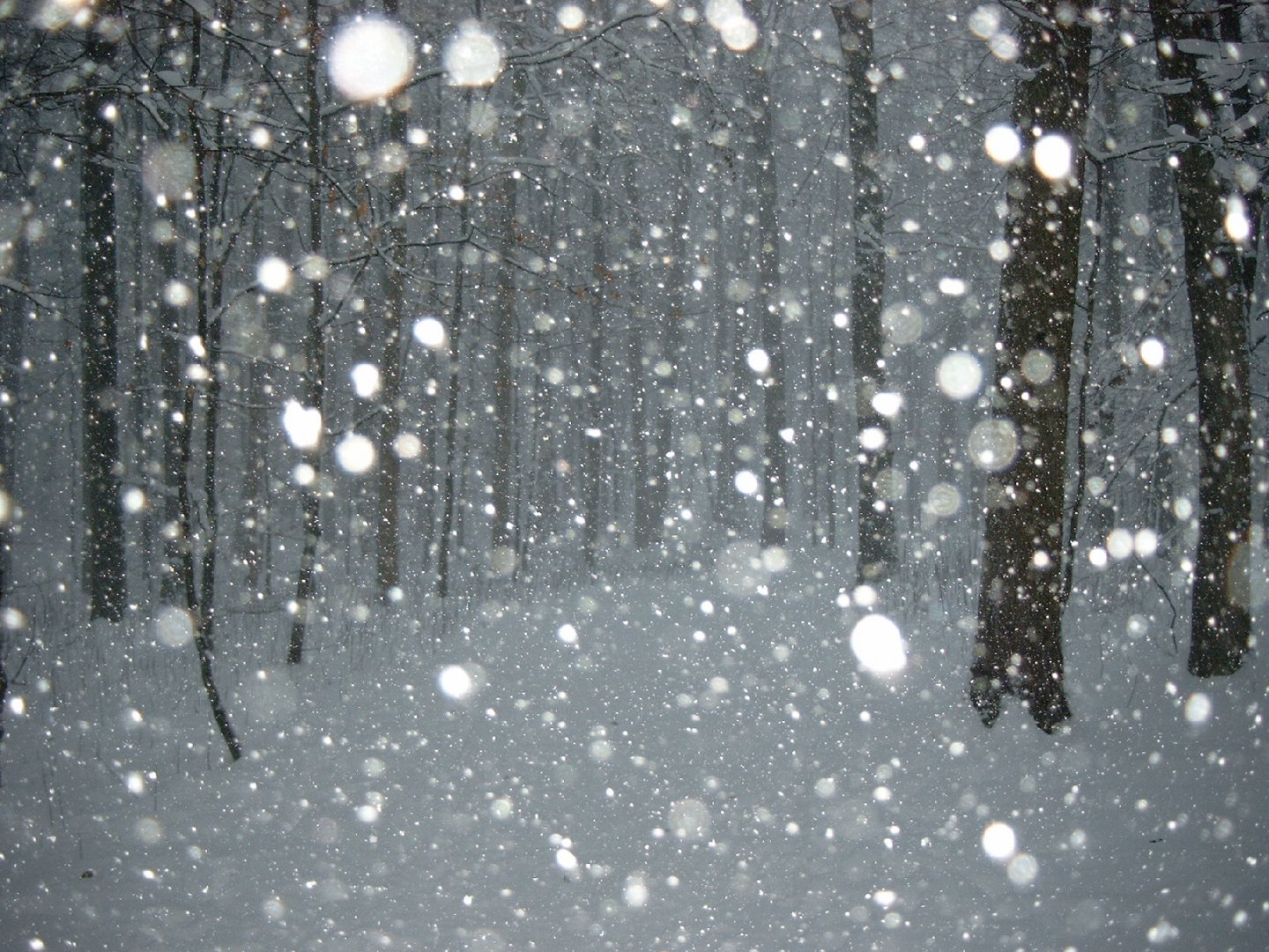 Schneetreiben im Wald Foto & Bild | jahreszeiten, winter, natur Bilder ...