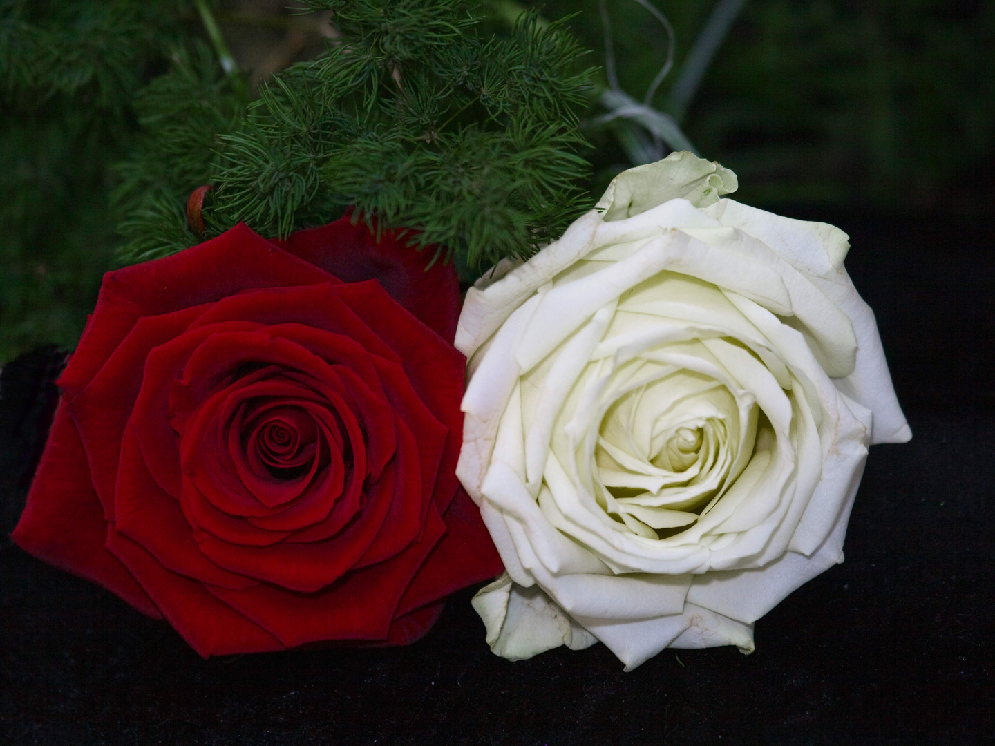 Schneeweißchen und Rosenrot Foto & Bild | pflanzen, pilze & flechten ...