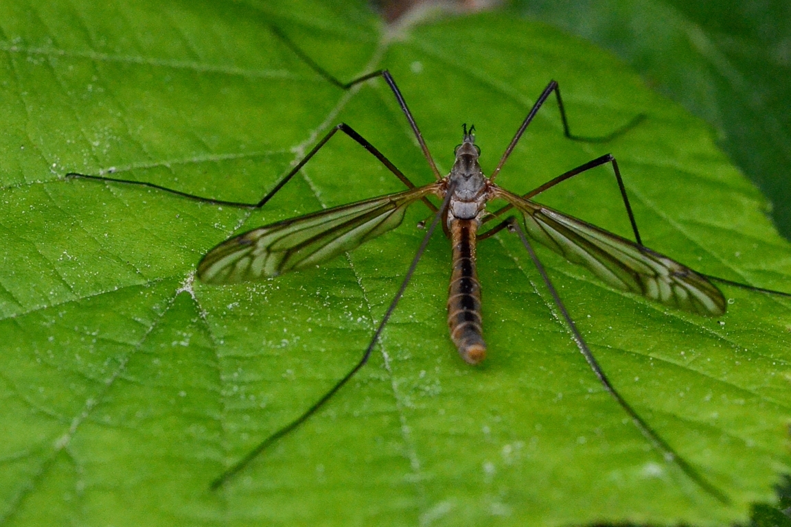 Schneider Foto & Bild | tiere, wildlife, insekten Bilder auf fotocommunity