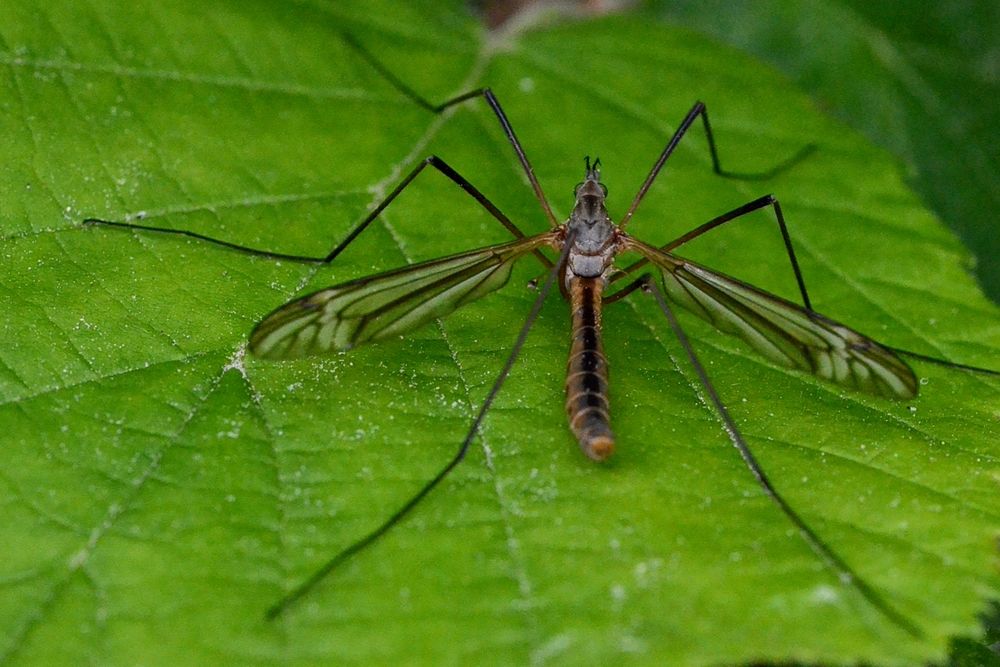 Schneider Foto & Bild | tiere, wildlife, insekten Bilder auf fotocommunity