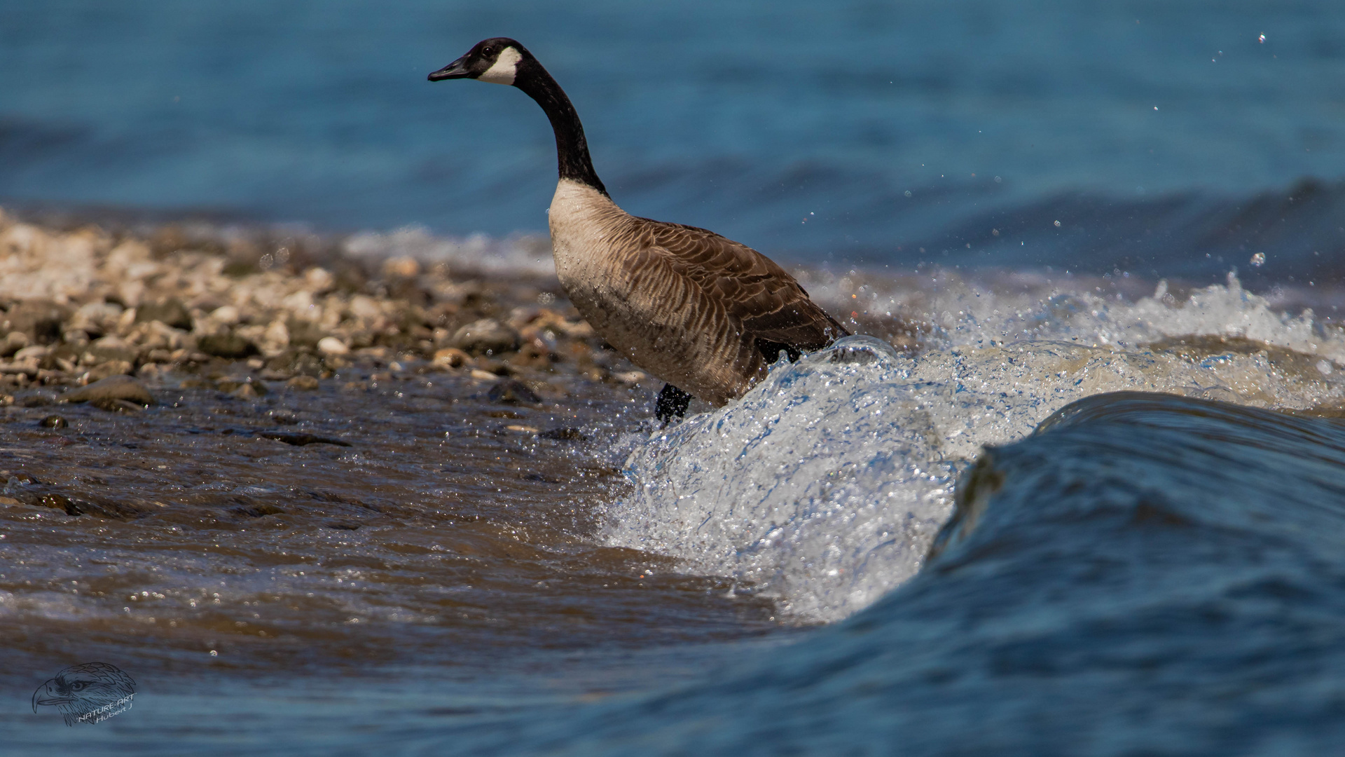 Schnell raus hier Foto & Bild | animaux, animaux sauvages, oiseaux ...