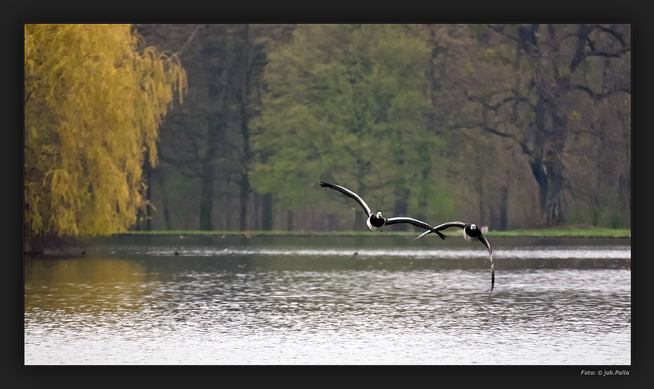 schnell & zuverlässig 01 Foto & Bild | tiere, wildlife, wild lebende ...