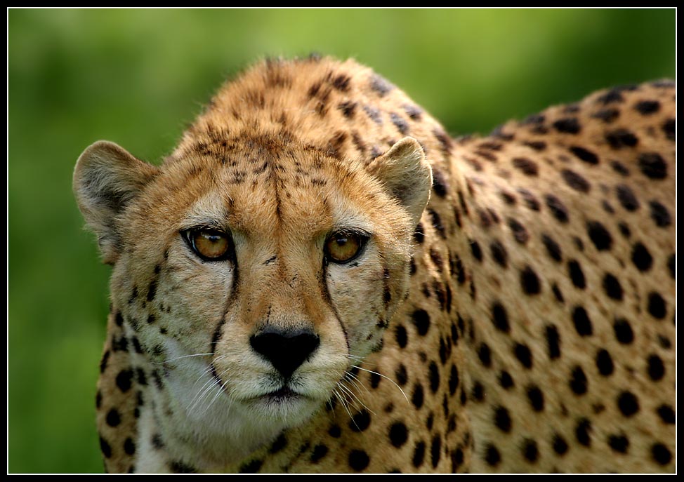 Schnelles Tier, ziemlich neugierig Foto & Bild | tiere, zoo, wildpark ...