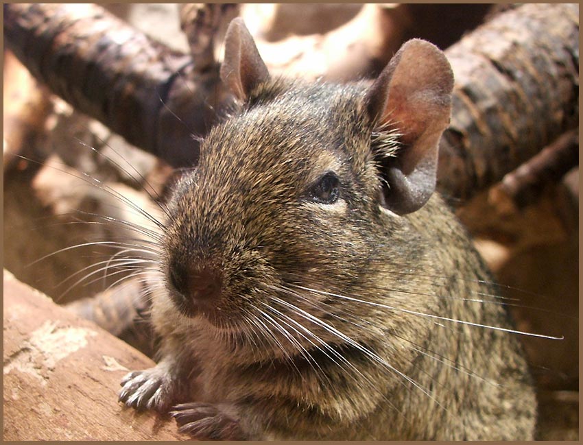 Schnelles Tierchen Foto & Bild | quatsch, fun und rätselecke ...